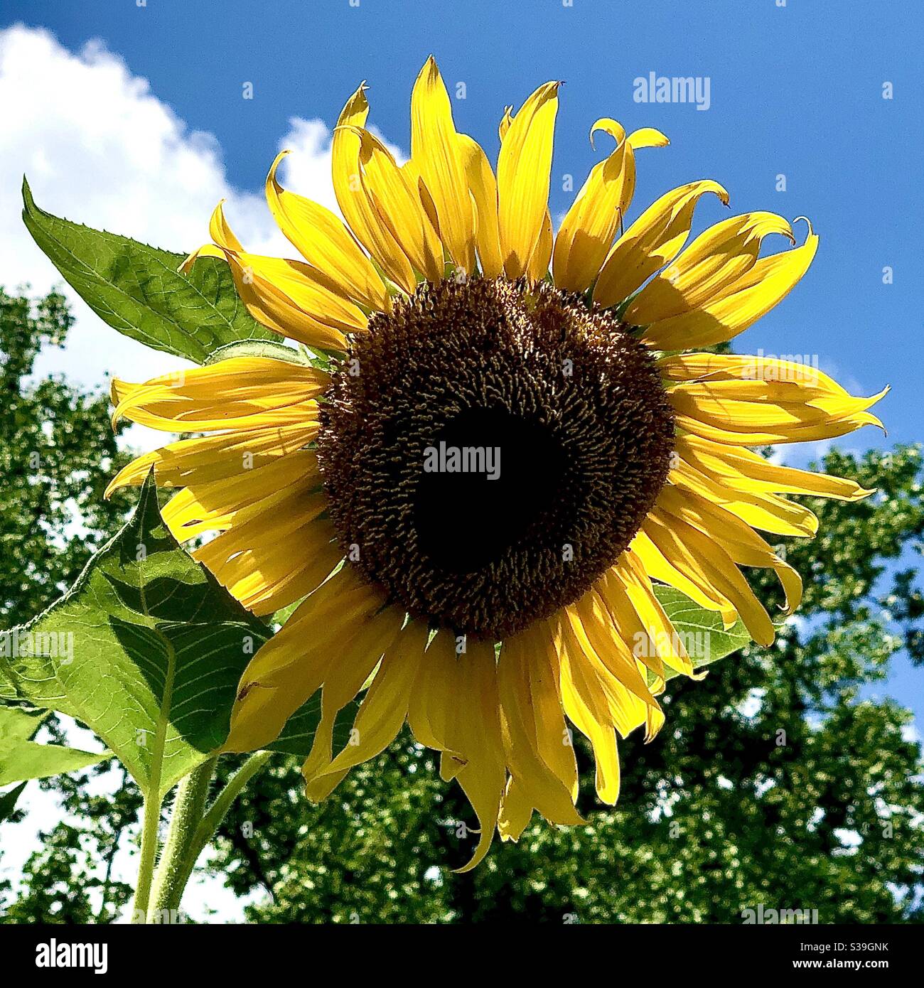 Round sunflower hi-res stock photography and images - Alamy