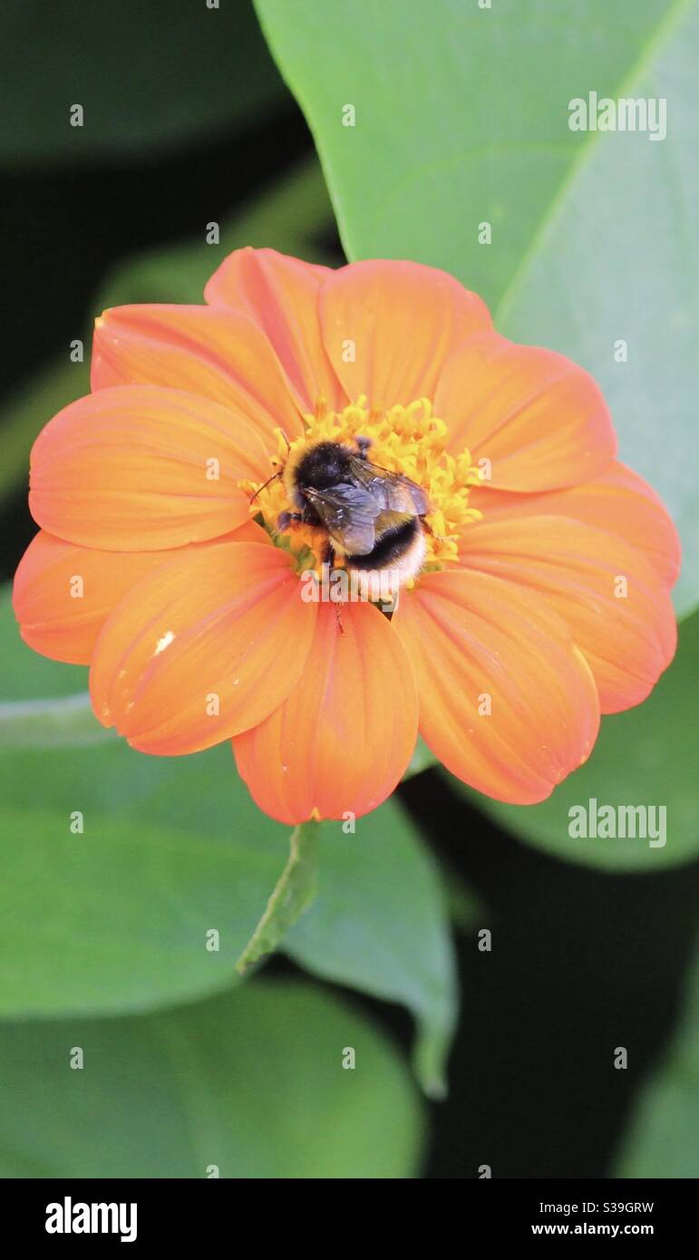 Bumblebee on a Mexican Sunflower (Tithonia) at Cliveden Stock Photo - Alamy