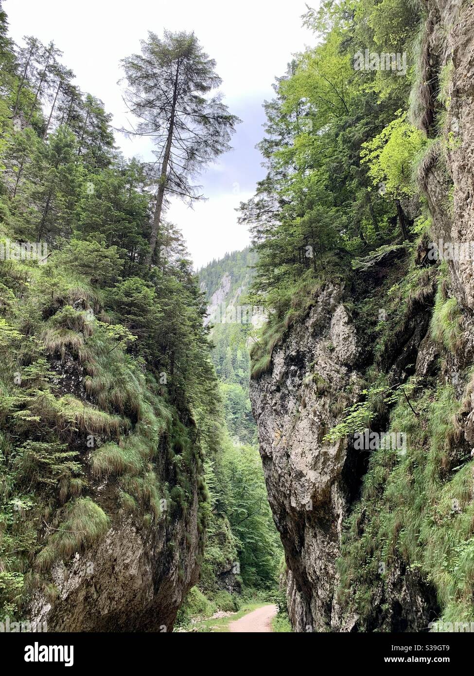 Path with trees and mountains hi-res stock photography and images - Alamy