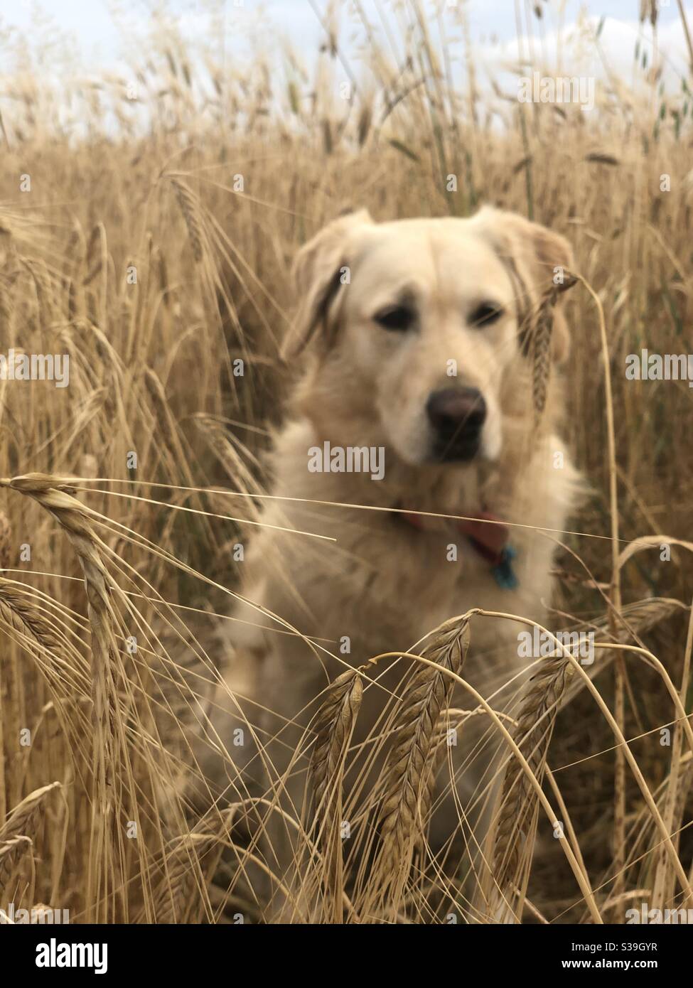 Field of wheat dog hi-res stock photography and images - Alamy