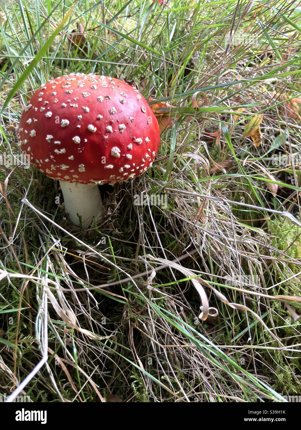 Red and white toadstool hi-res stock photography and images - Alamy