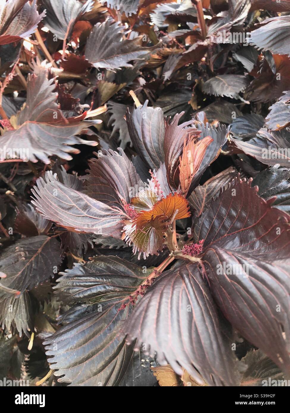 Unique flower abstract hi-res stock photography and images - Alamy