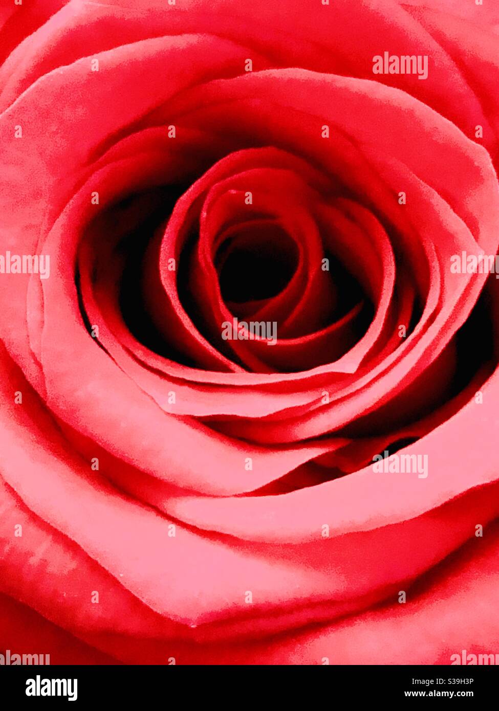 Swirl petals hi-res stock photography and images - Alamy