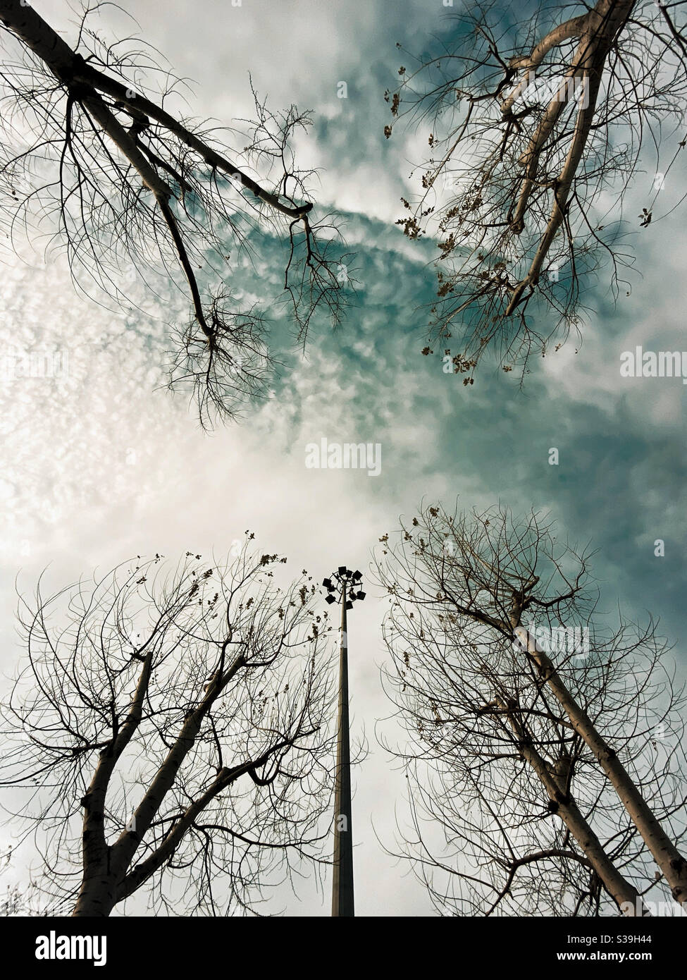 Trees and street light Stock Photo - Alamy