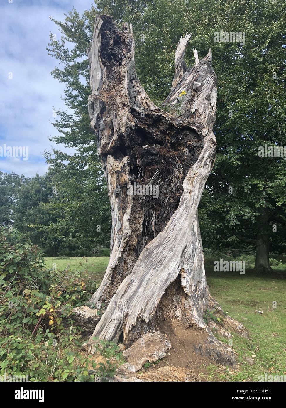 Beautiful tree bark hi-res stock photography and images - Alamy