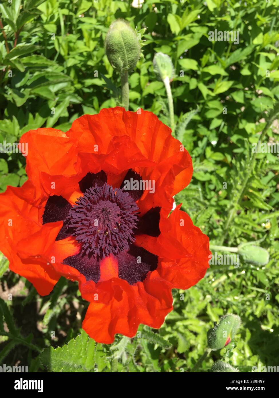 Orange poppy garden hi-res stock photography and images - Alamy