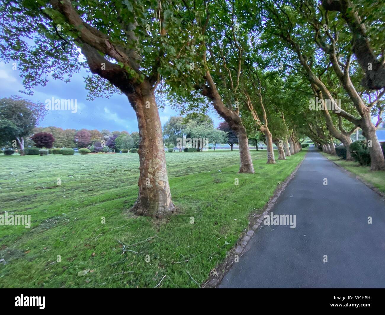 Bending trees hi-res stock photography and images - Alamy