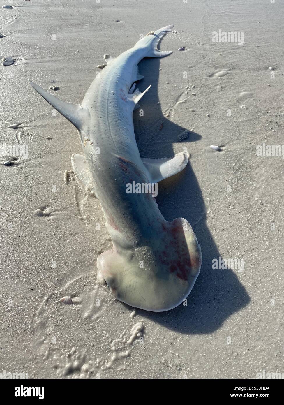 Dead sharks hi-res stock photography and images - Alamy
