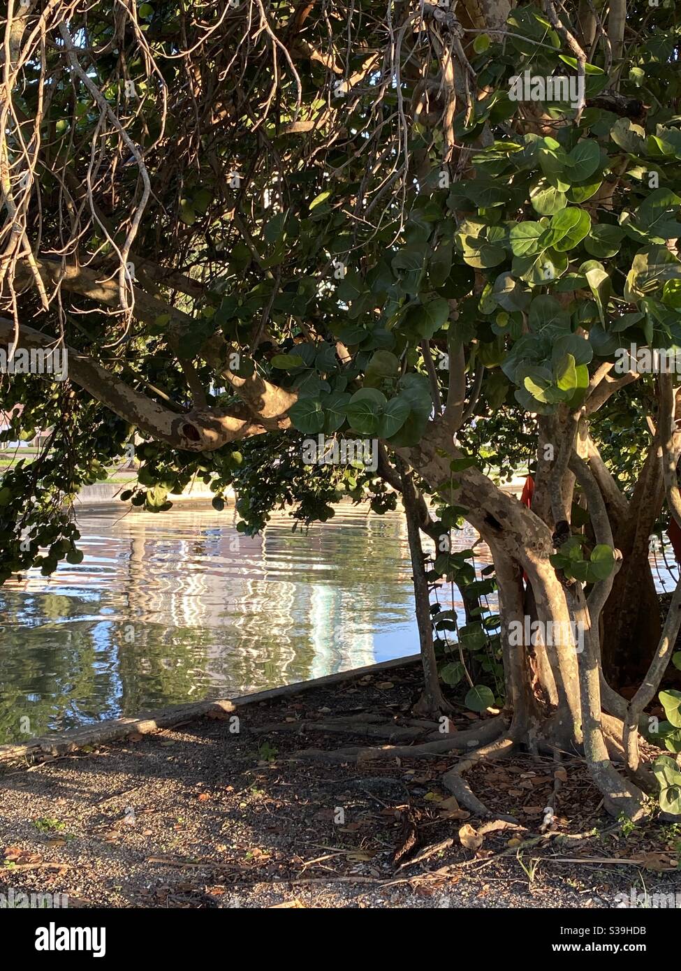 Florida trees hi-res stock photography and images - Alamy