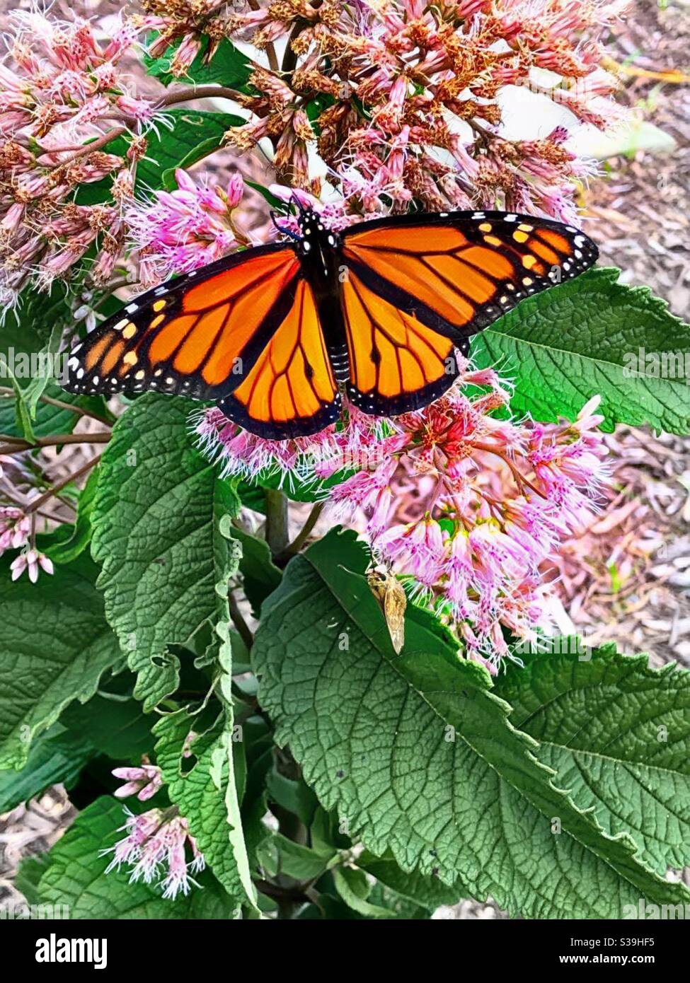 Monarch butterfly on milkweed Stock Photo - Alamy