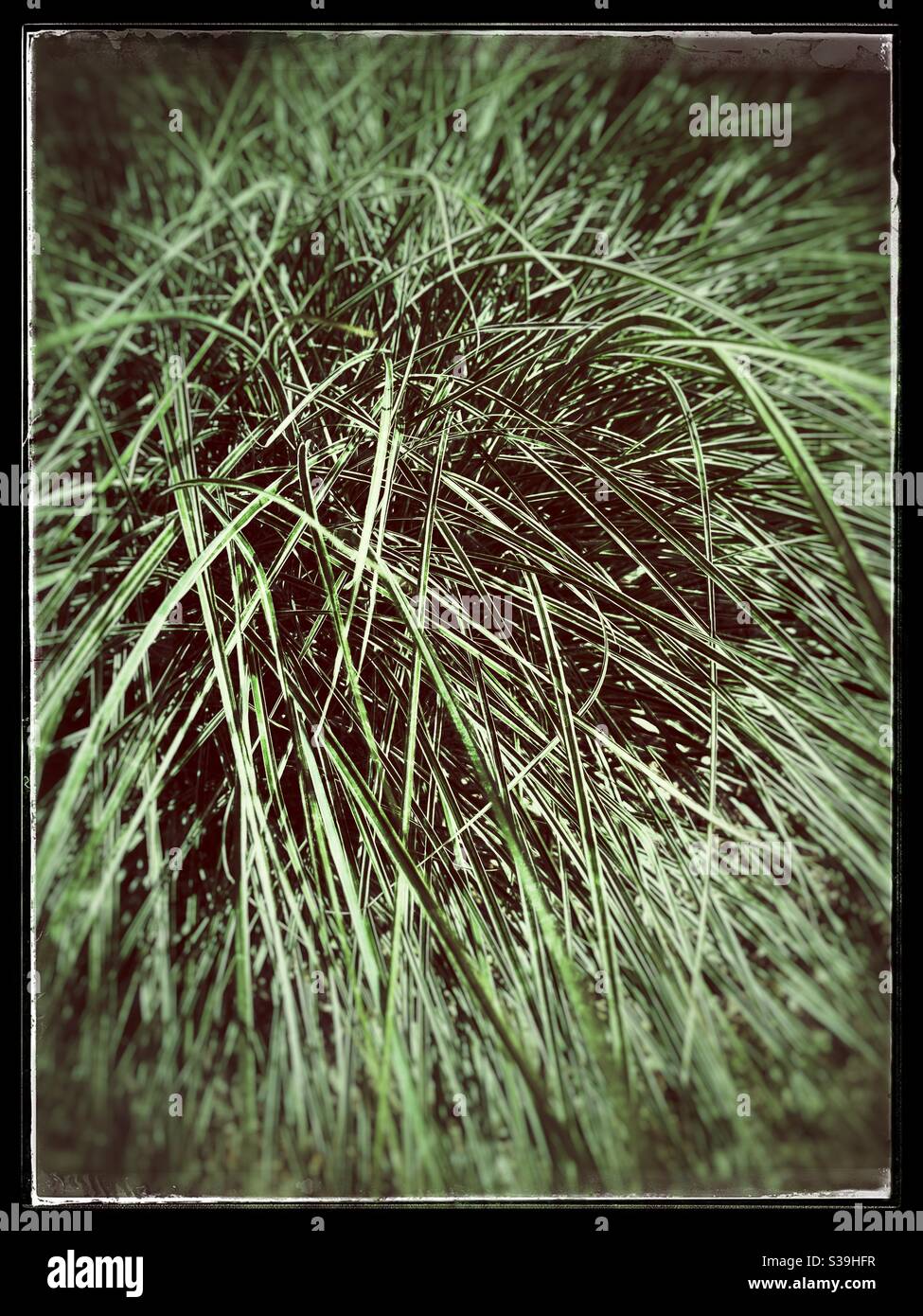 Long grass blades hi-res stock photography and images - Alamy