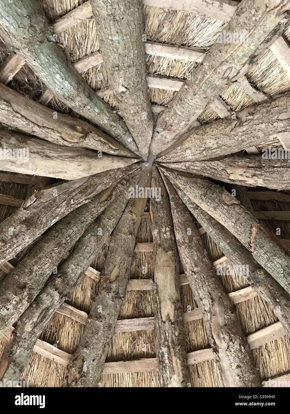 Inside a log hi-res stock photography and images - Alamy