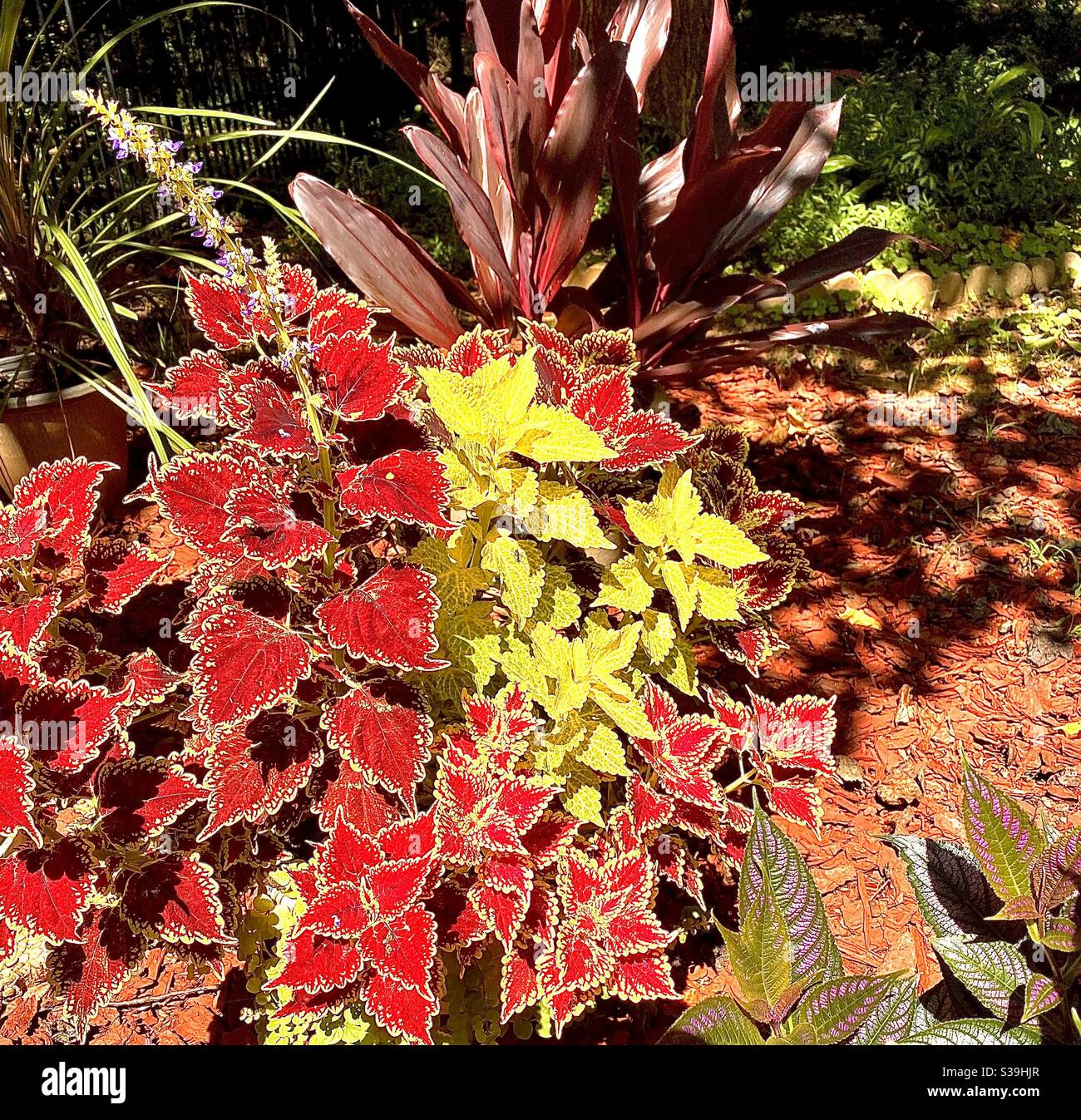 Mixed plants hi-res stock photography and images - Alamy