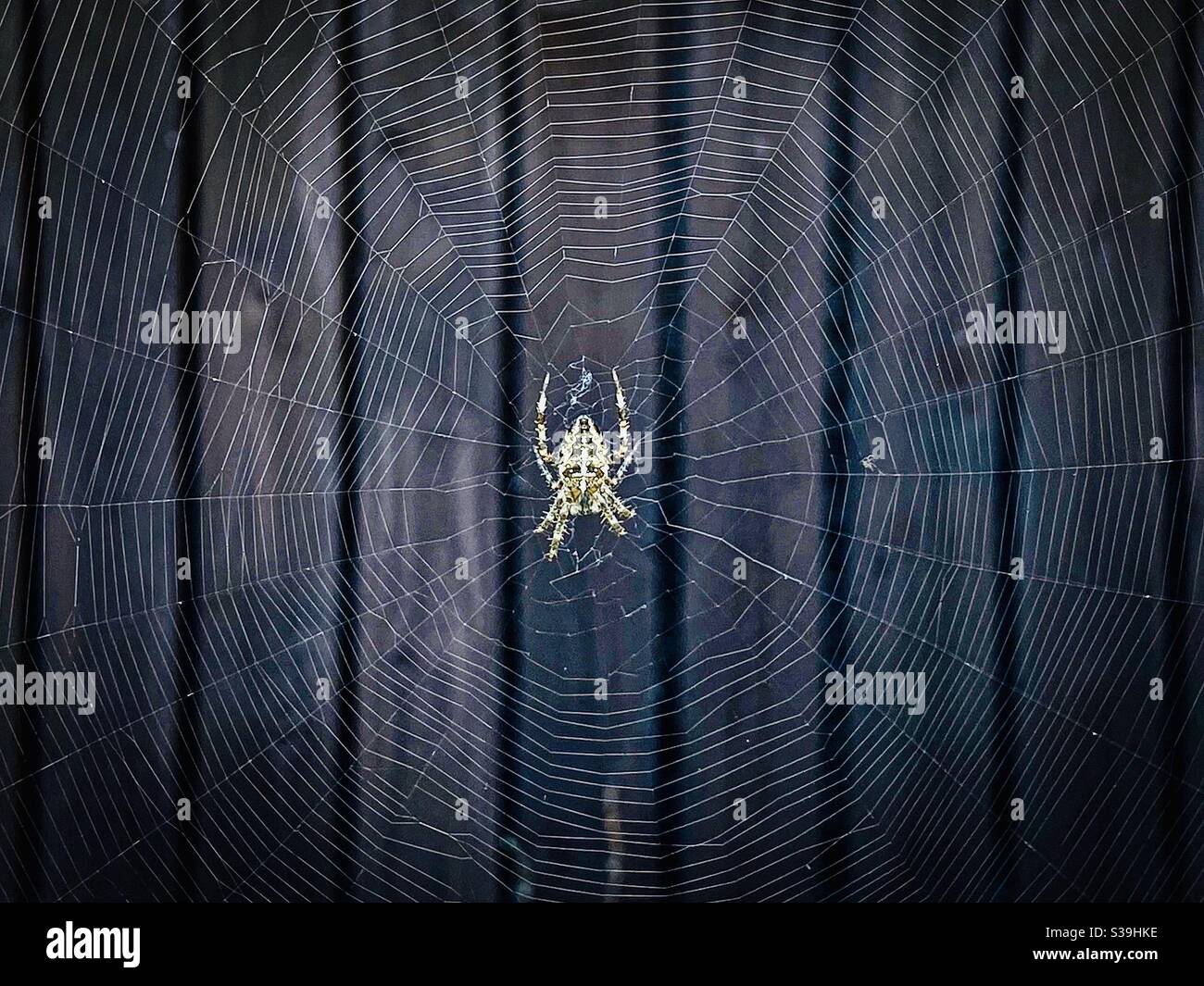 Huge spider web hi-res stock photography and images - Alamy