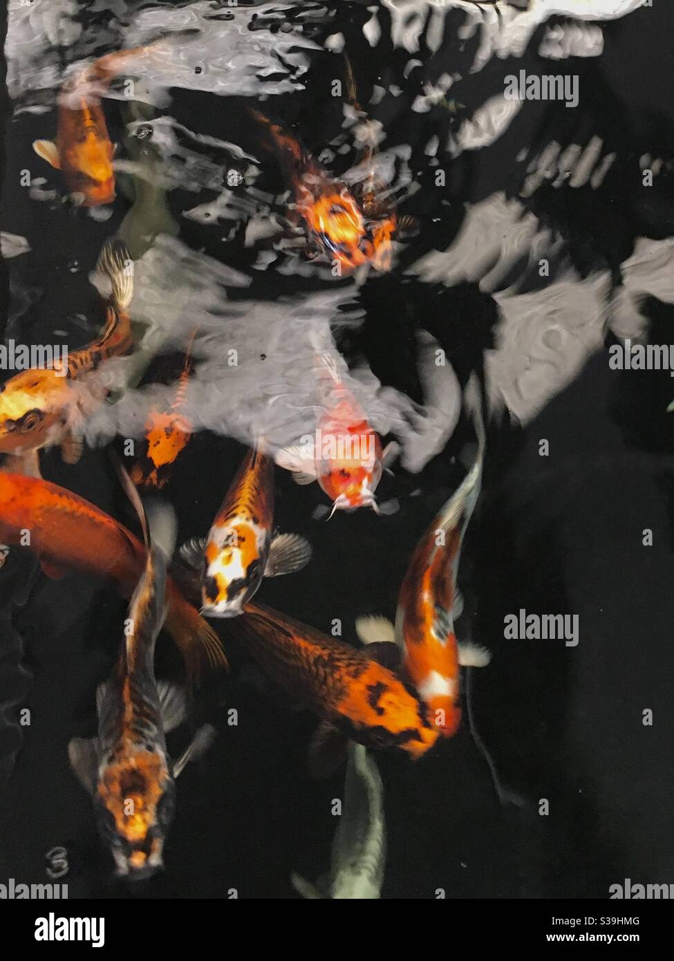 Orange and black fish hi-res stock photography and images - Alamy