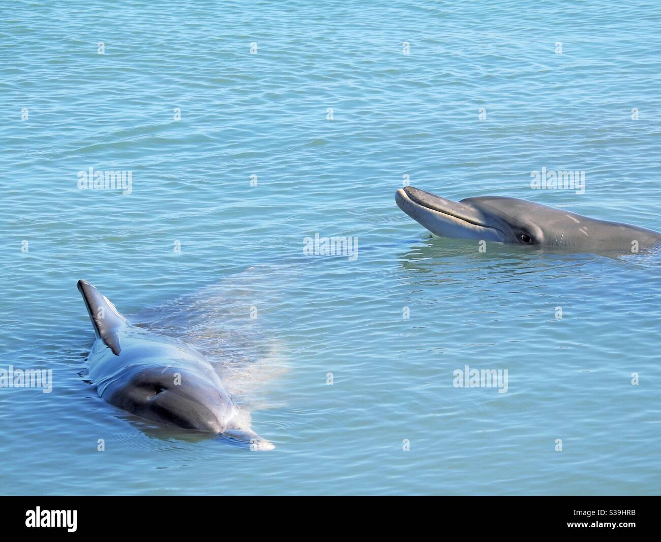 Indian ocean bottlenose dolphin hi-res stock photography and images - Alamy