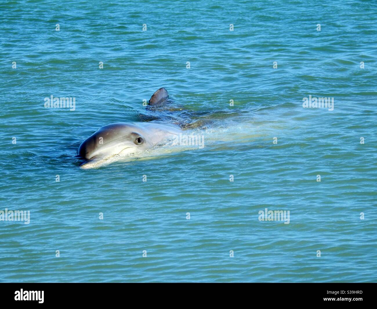 Monkey mia australia dolphin feeding hi-res stock photography and ...