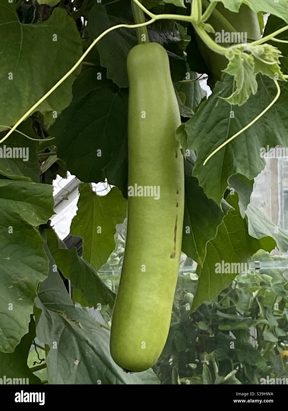 Asian gourd hi-res stock photography and images - Alamy