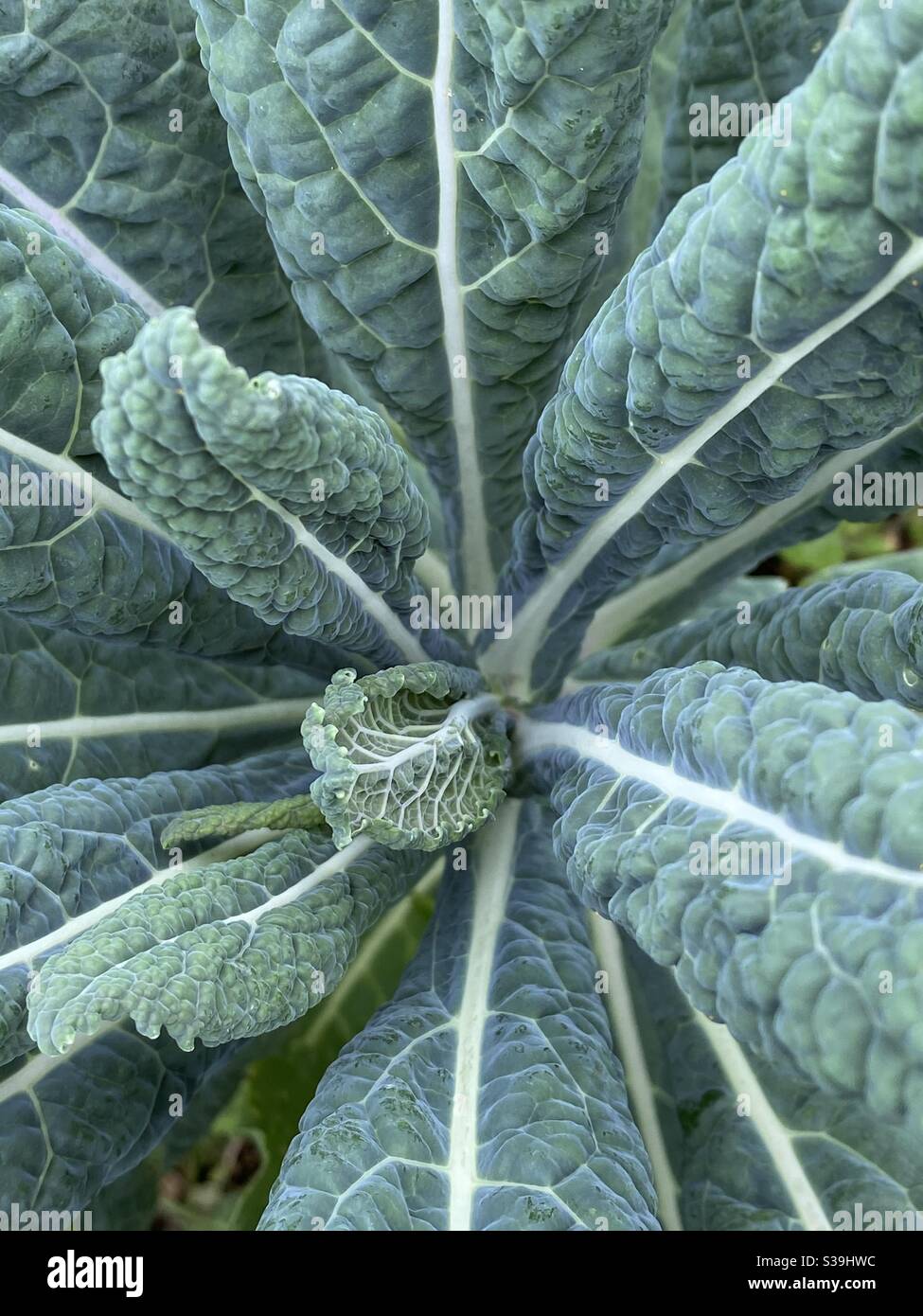 Dark kale hi-res stock photography and images - Alamy