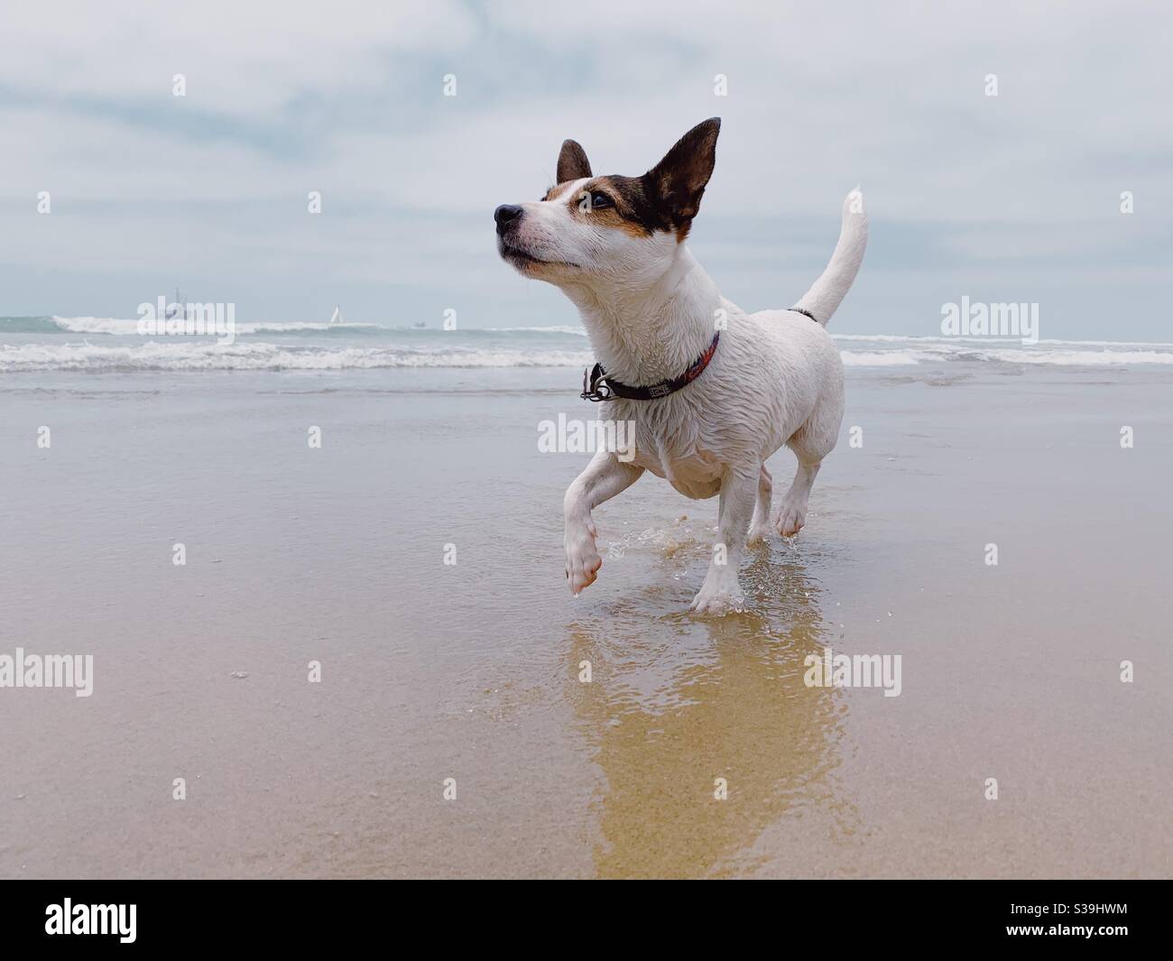 Dog running on beach Stock Photo - Alamy