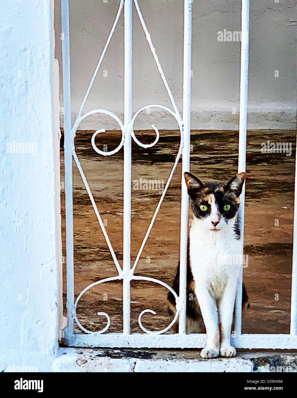 Cat observation hi-res stock photography and images - Alamy
