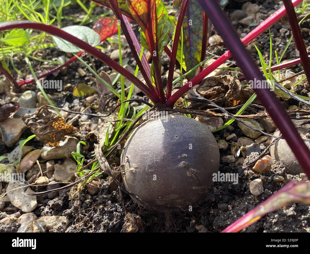 Ready to pick beetroot Stock Photo - Alamy