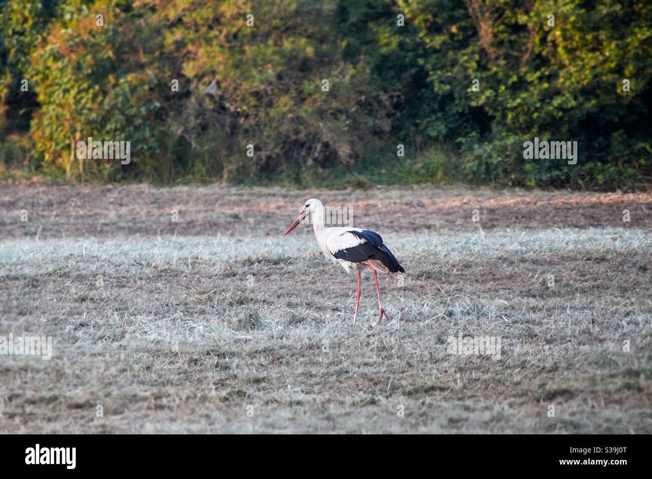 Withered wild grass hi-res stock photography and images - Alamy