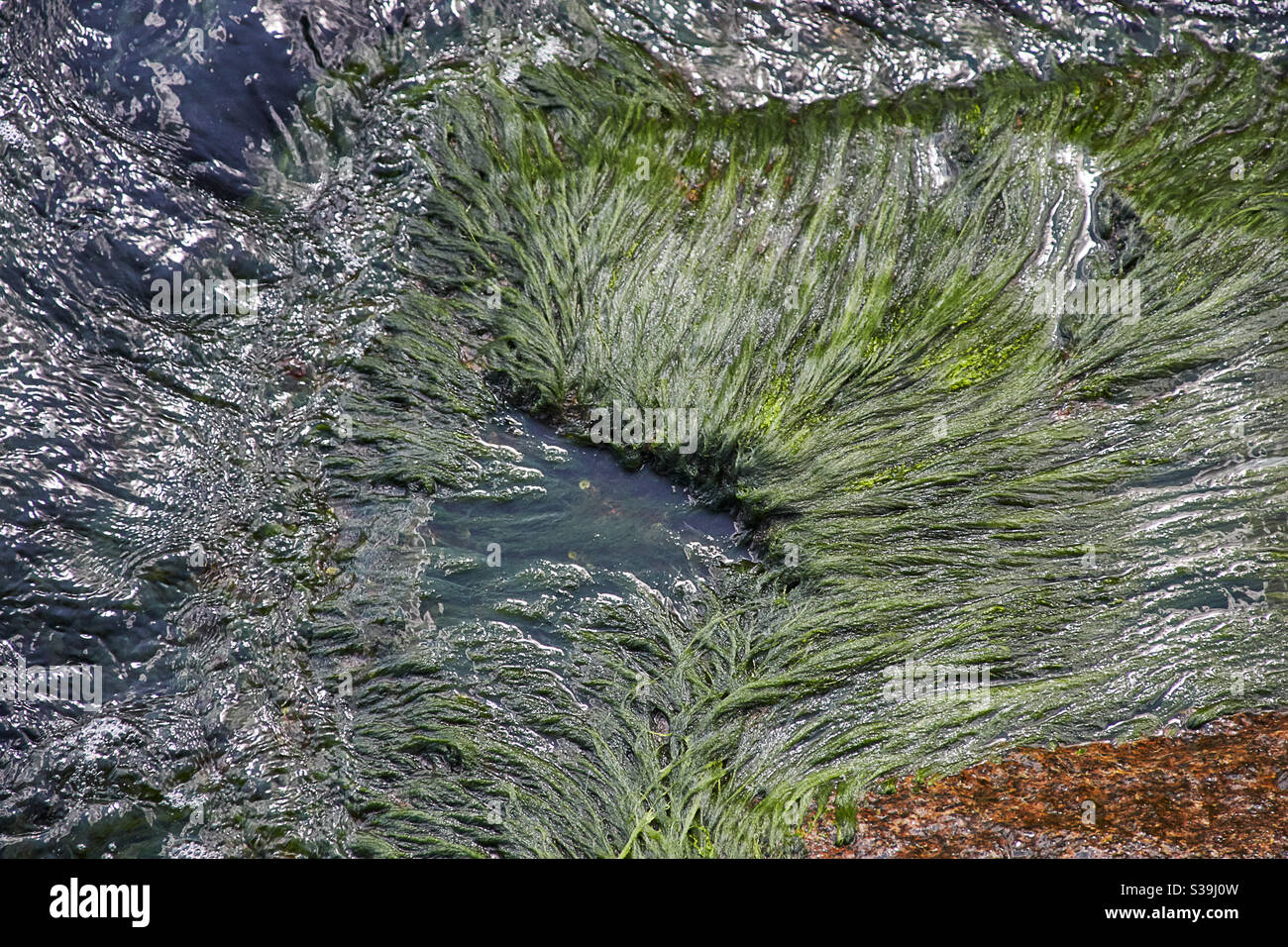 Green seaweed on intertidal rocks hi-res stock photography and images ...