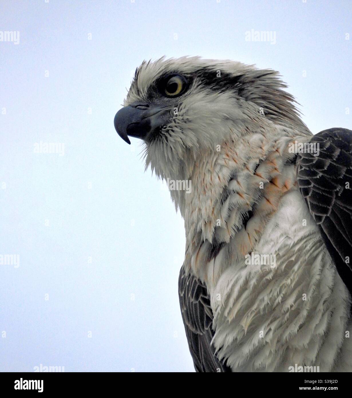 Eastern Osprey High Resolution Stock Photography and Images - Alamy