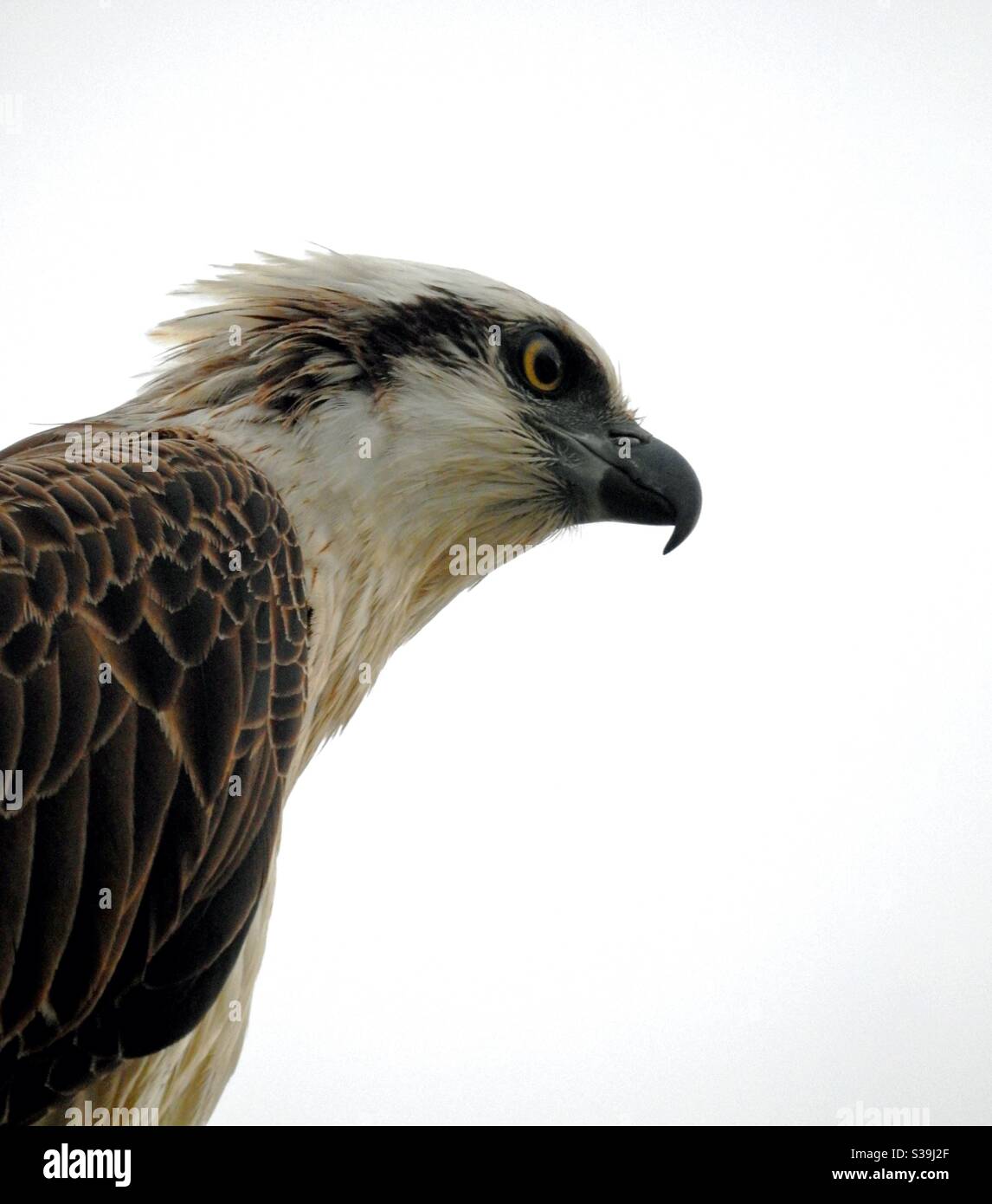 Eastern osprey hi-res stock photography and images - Alamy