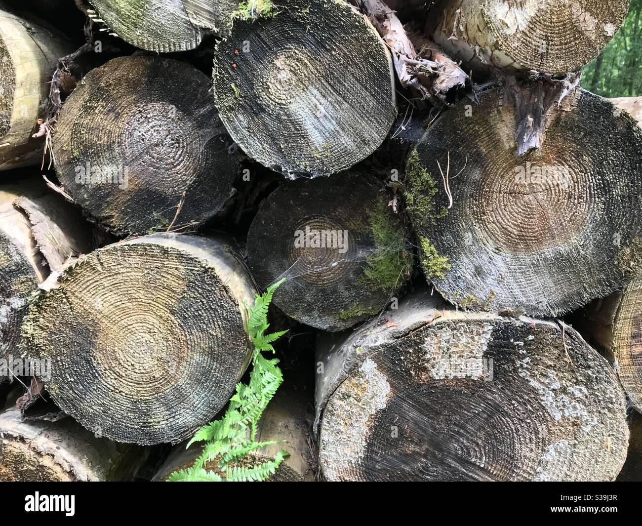Log Stack High Resolution Stock Photography and Images - Alamy