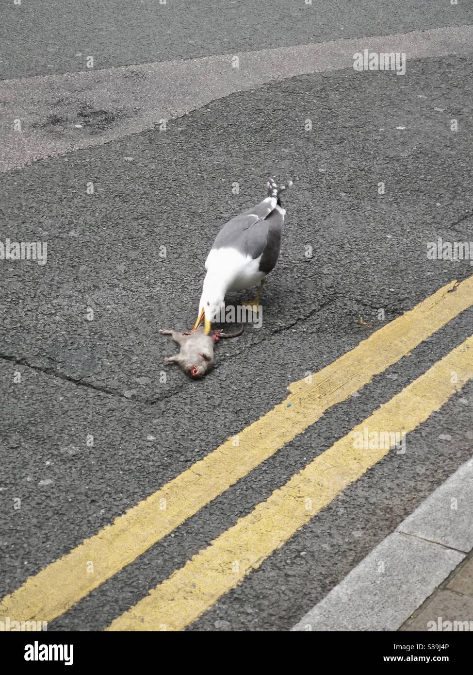 Seagull eating rat hi-res stock photography and images - Alamy