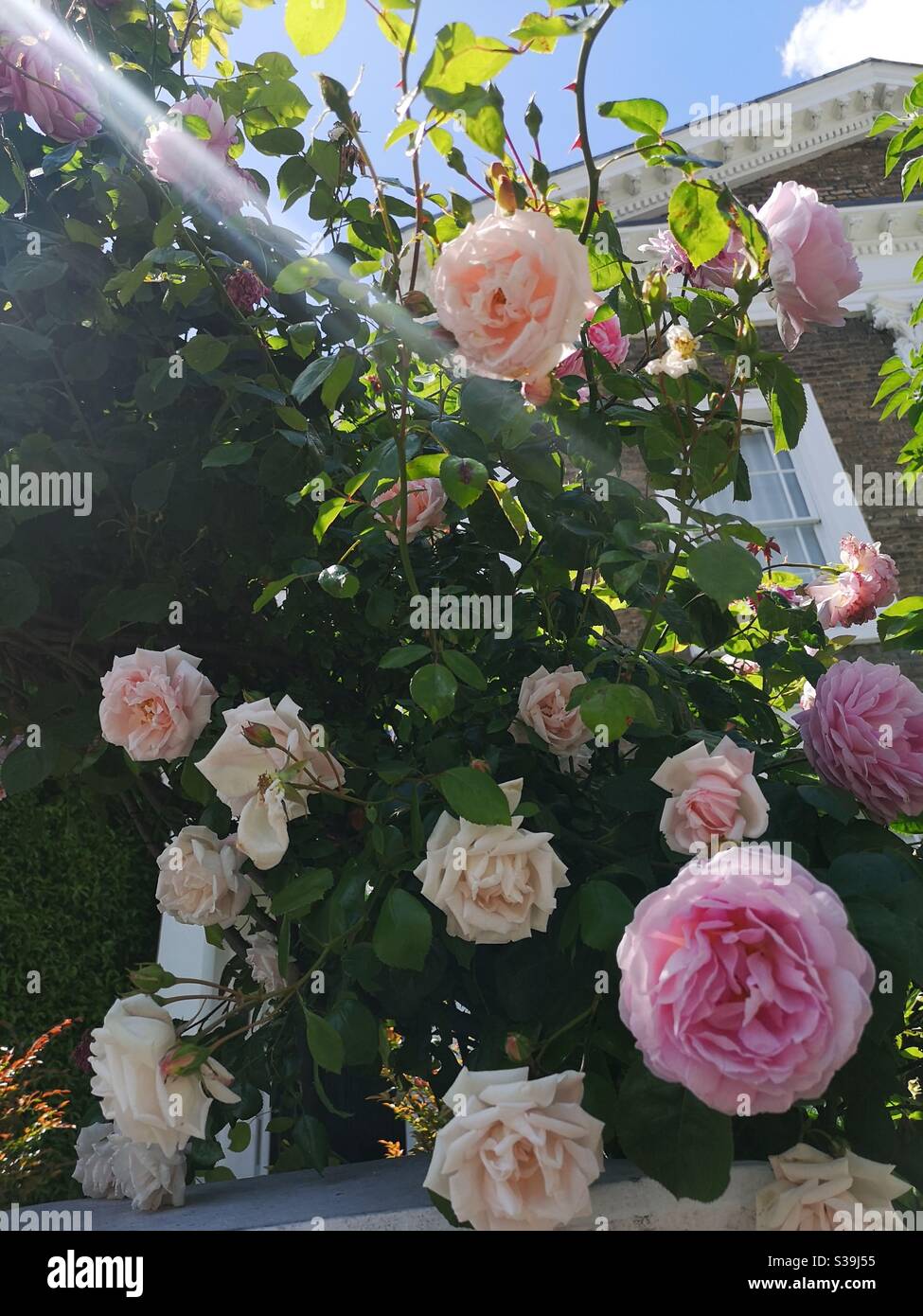 Roses in sun hi-res stock photography and images - Alamy
