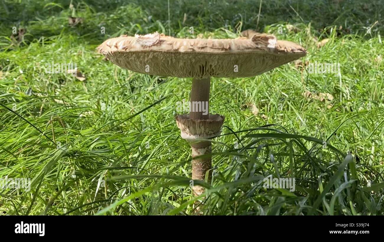 Tall fungi hi-res stock photography and images - Alamy