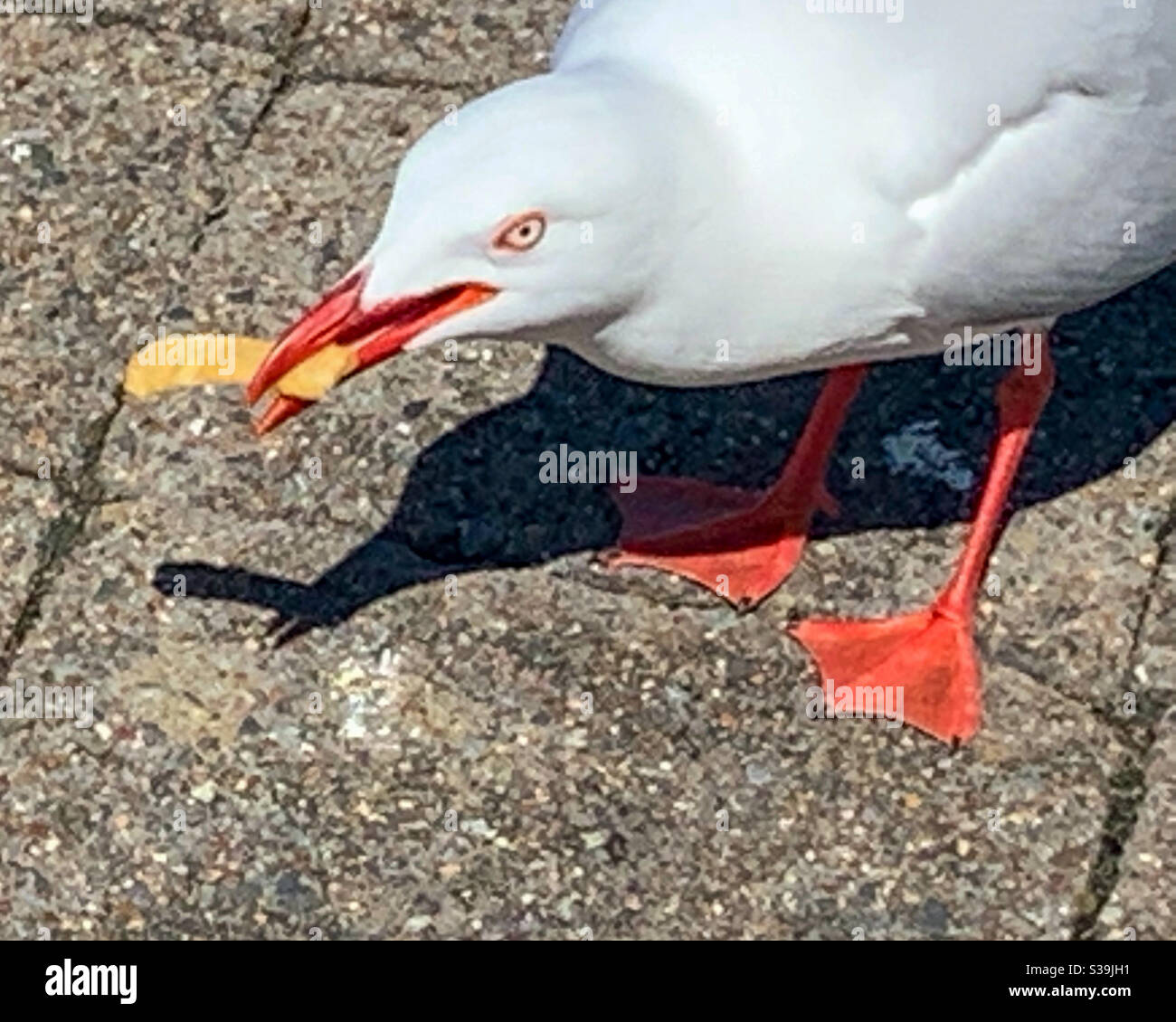 Bird, Seagull with a chip in its beak, Australia Stock Photo - Alamy