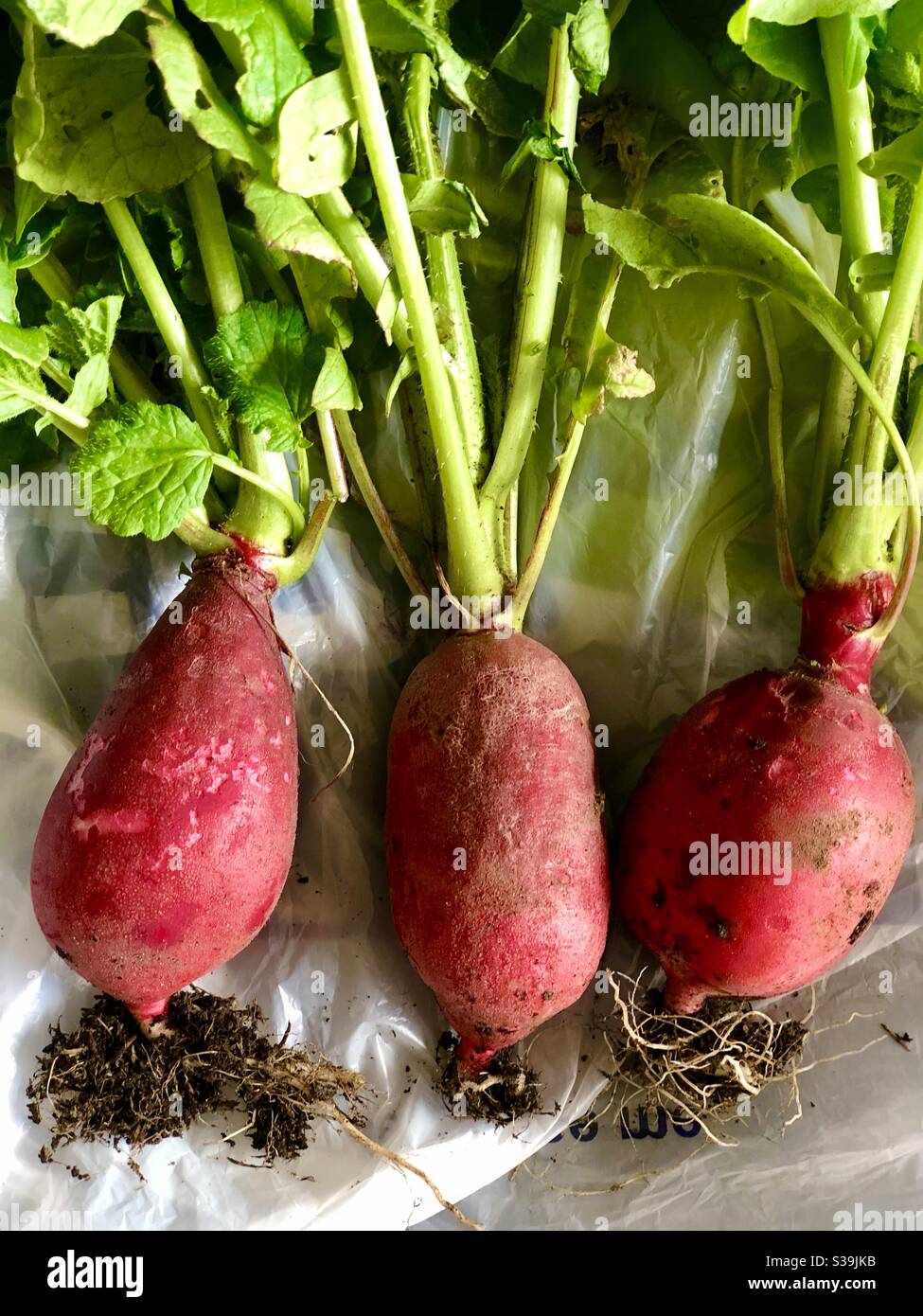 Home Of Roots High Resolution Stock Photography and Images - Alamy