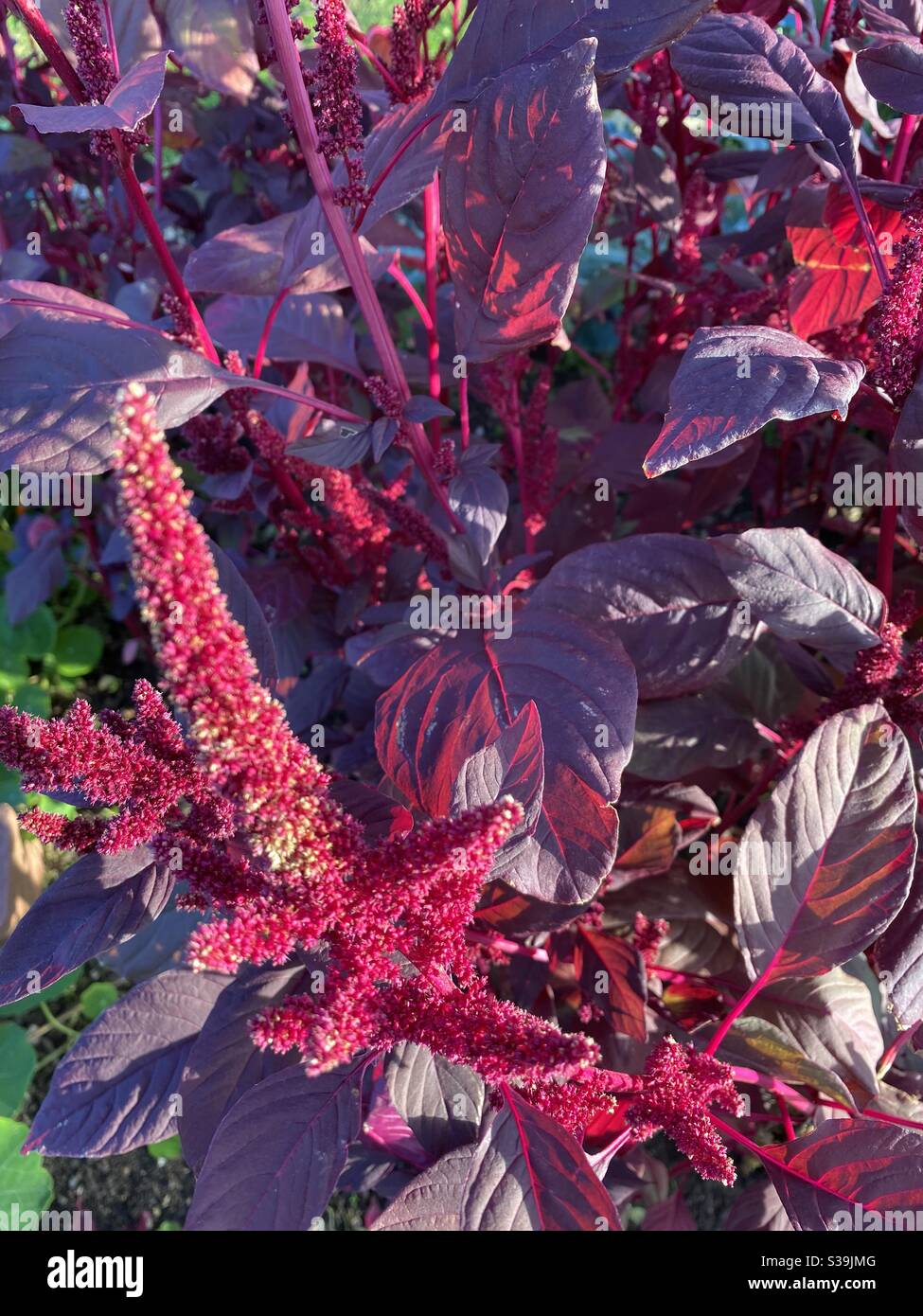 Red veg hi-res stock photography and images - Alamy