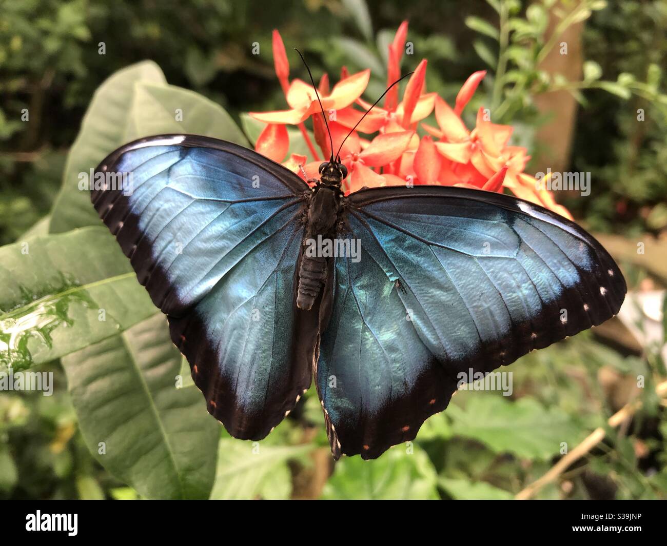 Very large butterfly hi-res stock photography and images - Alamy