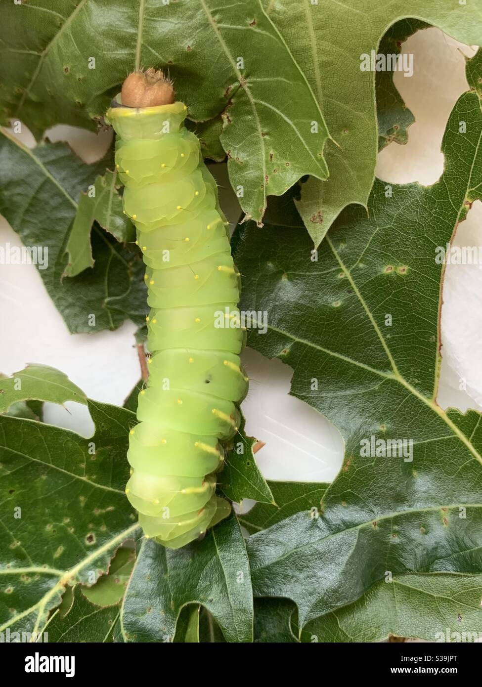 Luna moth caterpillar hi-res stock photography and images - Alamy
