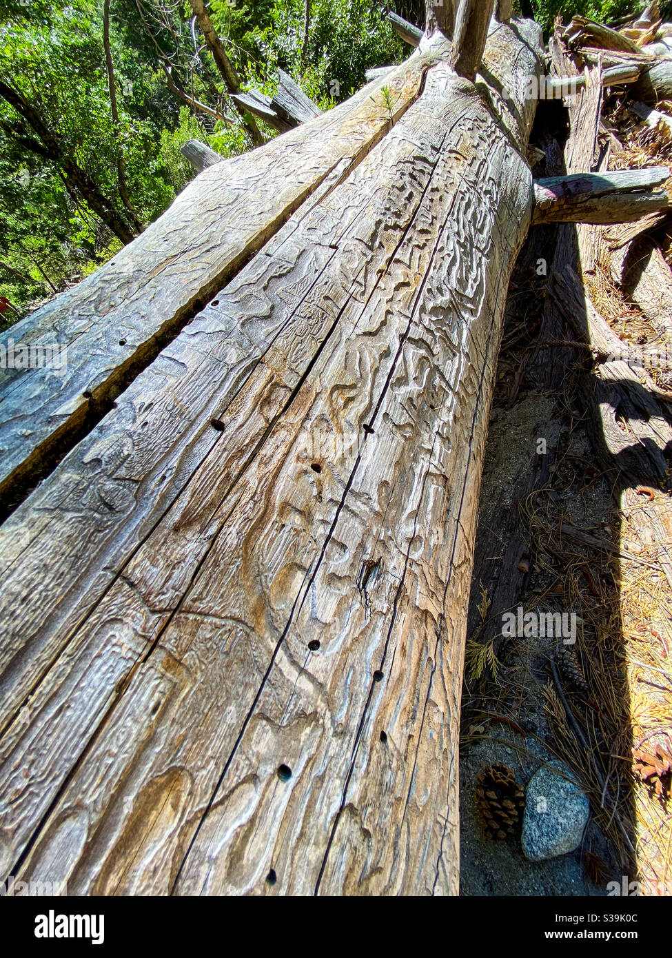 Gallery pattern bark beetle hi-res stock photography and images - Alamy