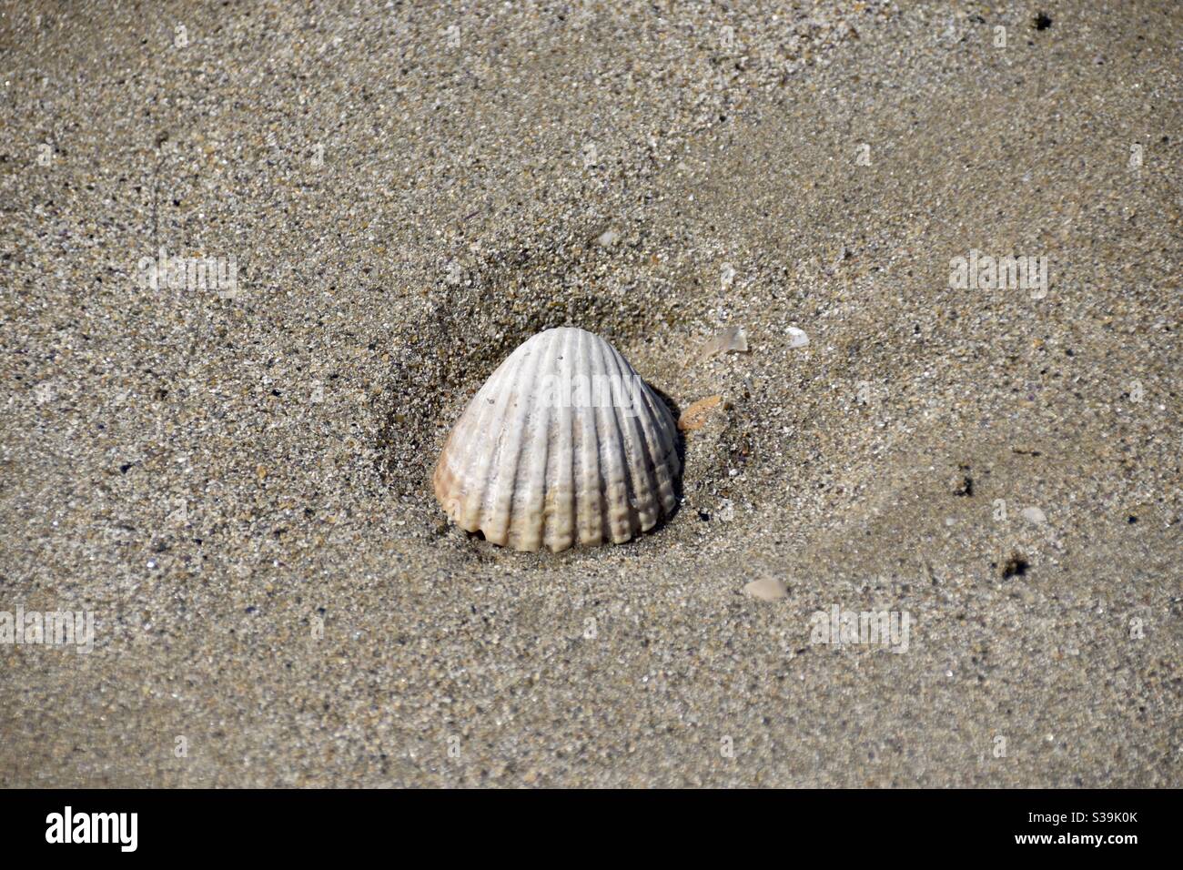 Venus shells hi-res stock photography and images - Alamy