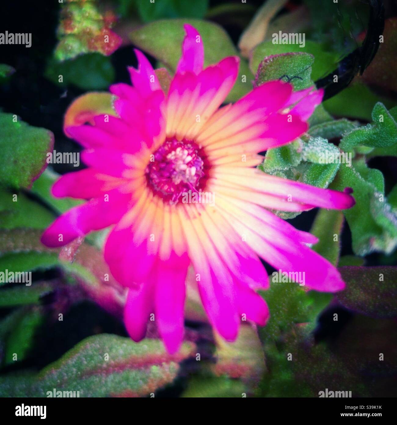 Dorotheanthus bellidiformis or Livingstone Daisy Stock Photo - Alamy