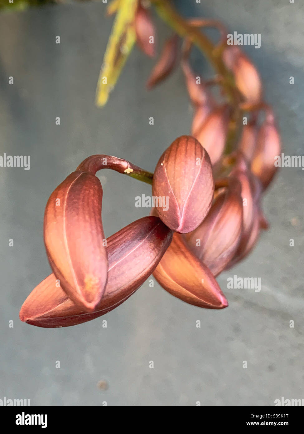 Red Cymbidium orchid Stock Photo - Alamy