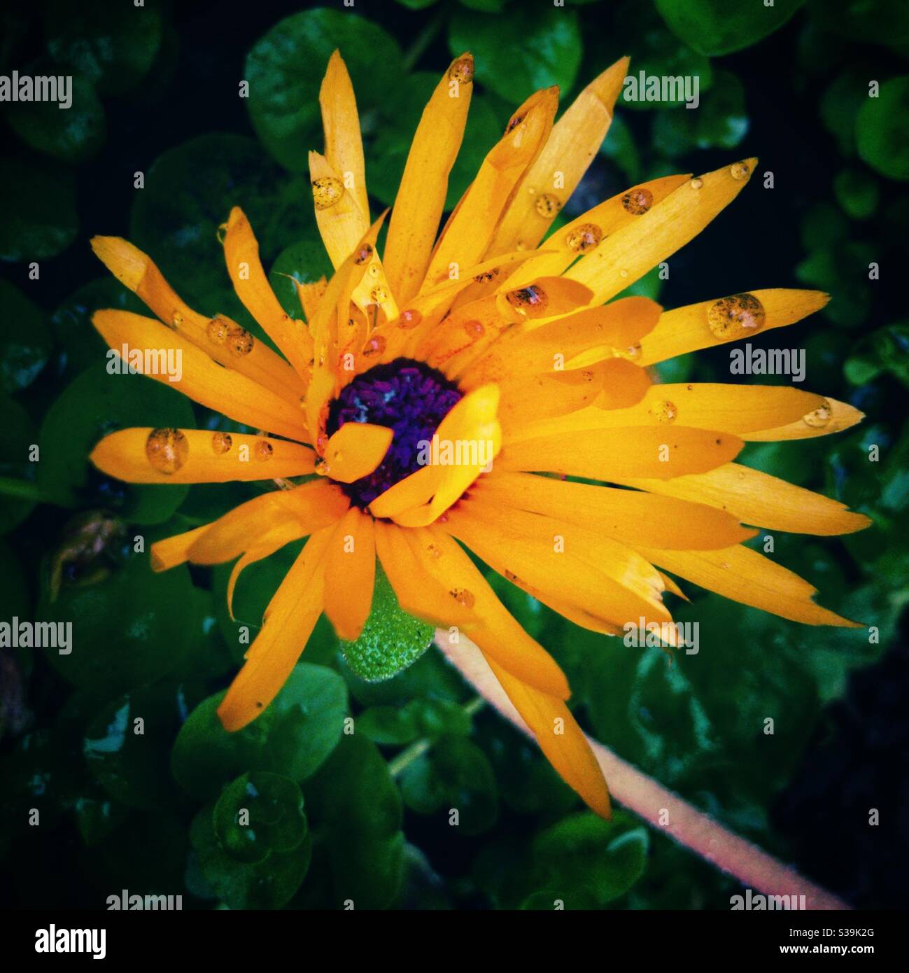 Indian summer black eyed susan hi-res stock photography and images - Alamy
