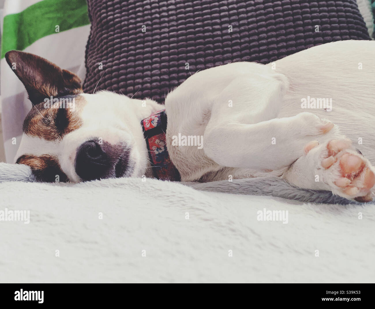 Low angle close up view of a sleeping Jack Russell Terrier dog Stock ...