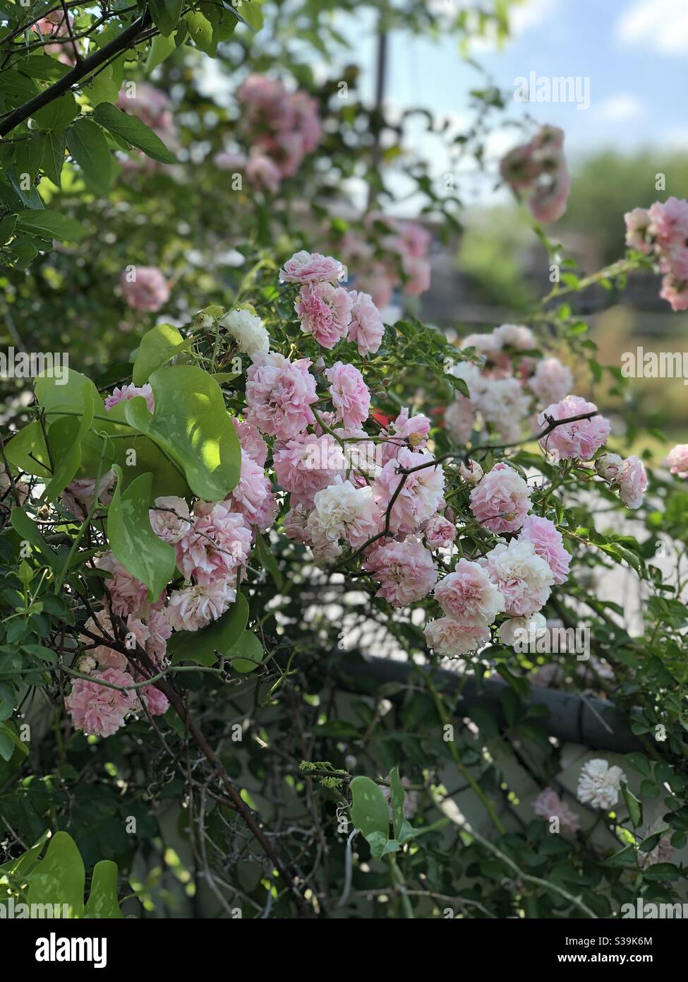 Seven sisters roses hi-res stock photography and images - Alamy