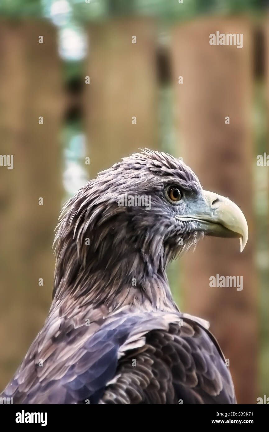 Biggest sea eagle hi-res stock photography and images - Alamy