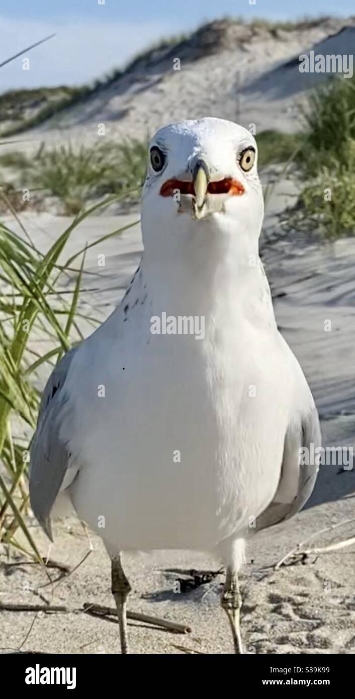 Silly gull hi-res stock photography and images - Alamy