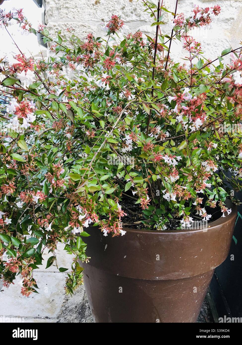 Abelia hi-res stock photography and images - Alamy