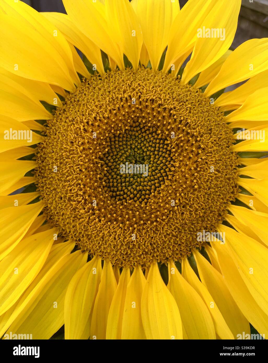 Centre middle hi-res stock photography and images - Alamy